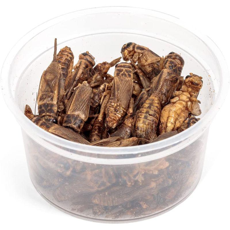 Tobar The Bush Grub Challenge Bush Tucker Trial Game - The Online Toy Store