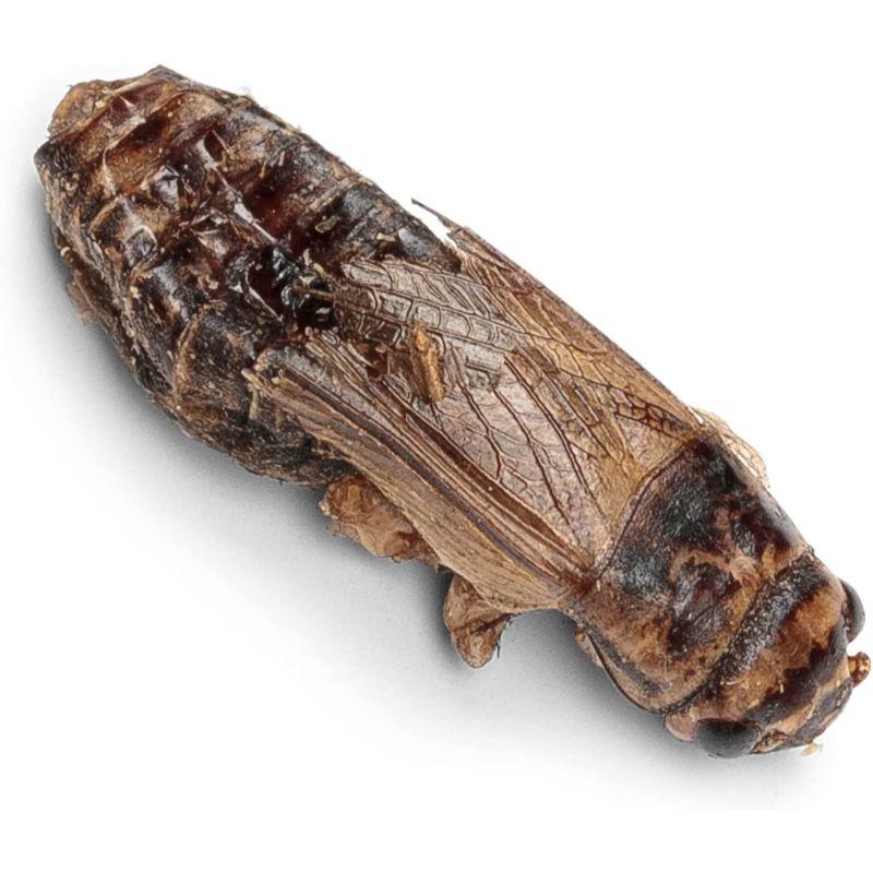 Tobar The Bush Grub Challenge Bush Tucker Trial Game - The Online Toy Store