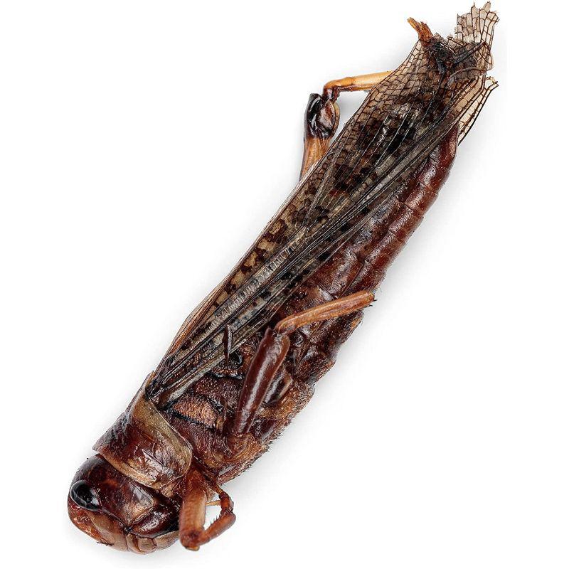 Tobar The Bush Grub Challenge Bush Tucker Trial Game - The Online Toy Store